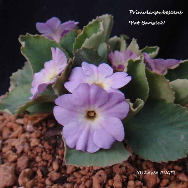 小型でピンク花、多花性学　名 ： Primula pubescens 'Pat Barwick'栽培のポイント※北海道で栽培した場合（通年温室内にて栽培しています）花　期 ： 3月草　丈 ： 2〜5cm日　照 ： 日陰耐寒性 ： 強
