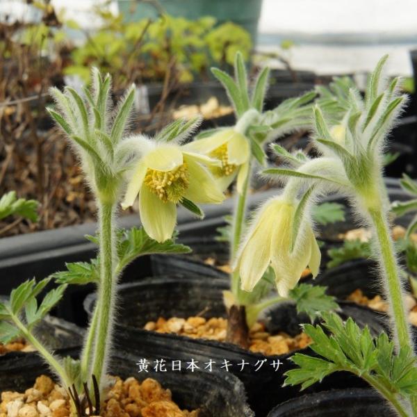 学　名 ： Pulsatilla cernua 'Aurea'栽培のポイント※北海道で栽培した場合花　期 ： 5月〜6月草　丈 ： 10〜15cm日　照 ： 日当たり耐寒性 ： 強※休眠期の発送の場合、地上部はございません。