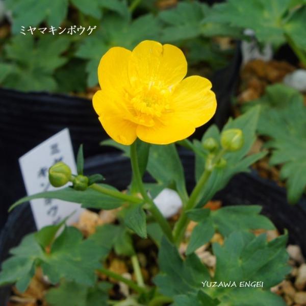高山植物の定番として人気学　名 ： Ranunculus acris var. nipponicus栽培のポイント※北海道で栽培した場合花　期 ： 6月草　丈 ： 10〜15cm日　照 ： 日当たり耐寒性 ： 強※休眠期の発送の場合、地上部...