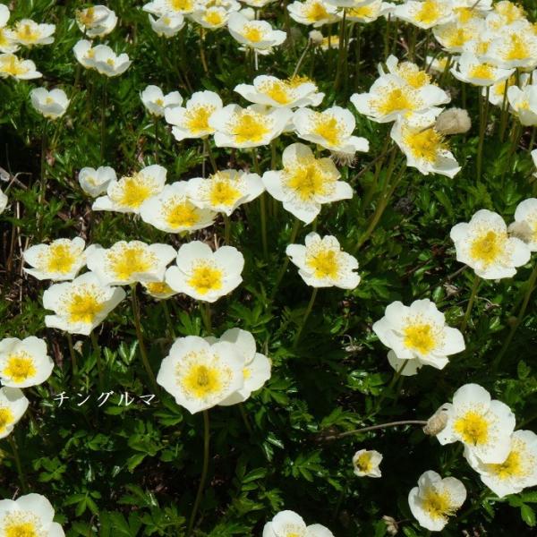 10.5cmポット植え大雪山系学　名 ： Sieversia pentapetala栽培のポイント※北海道で栽培した場合花　期 ： 5〜6月樹　高 ： 20〜40cm日　照 ： 日当たり耐寒性 ： 強