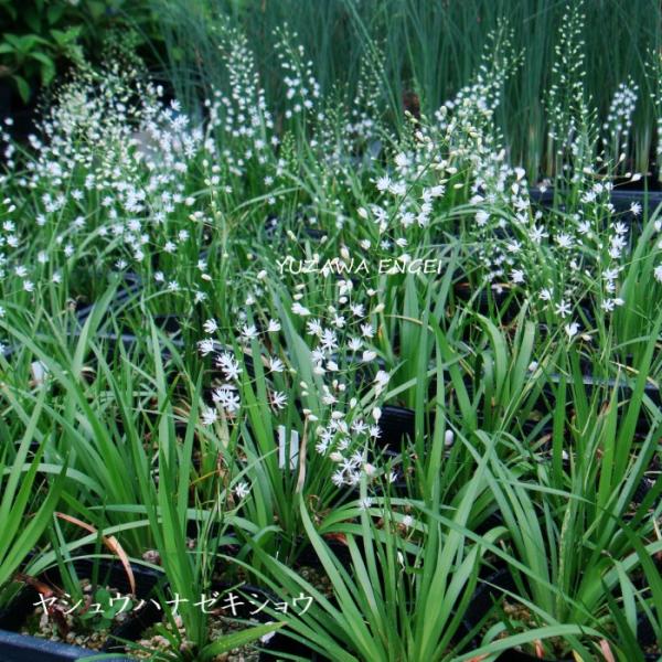 野州は下野国（栃木県と群馬県の一部）の通称でこの地域の特産種といわれている学　名 ： Tofieldia nuda栽培のポイント※北海道で栽培した場合花　期 ： 8月草　丈 ： 10〜15cm日　照 ： 日当たり耐寒性 ： 強※休眠期の発送...