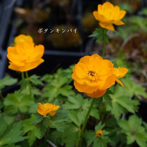 学　名 ： Trollius altaicus ssp. pulcher栽培のポイント※北海道で栽培した場合花　期 ： 5月草　丈 ： 20〜30cm日　照 ： 日当たり耐寒性 ： 強※休眠期の発送の場合、地上部はございません。