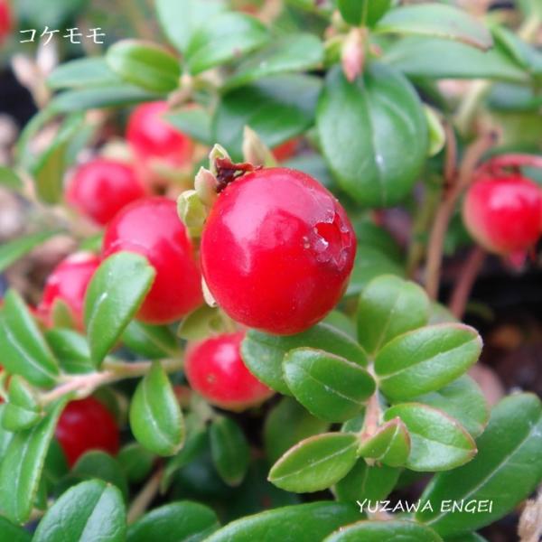 花と深紅色の実と紅葉を楽しめる人気種学　名 ： Vaccinium vitis-idaea栽培のポイント※北海道で栽培した場合花　期 ： 5〜6月樹　高： 5〜10cm日　照 ： 日当たり耐寒性 ： 強