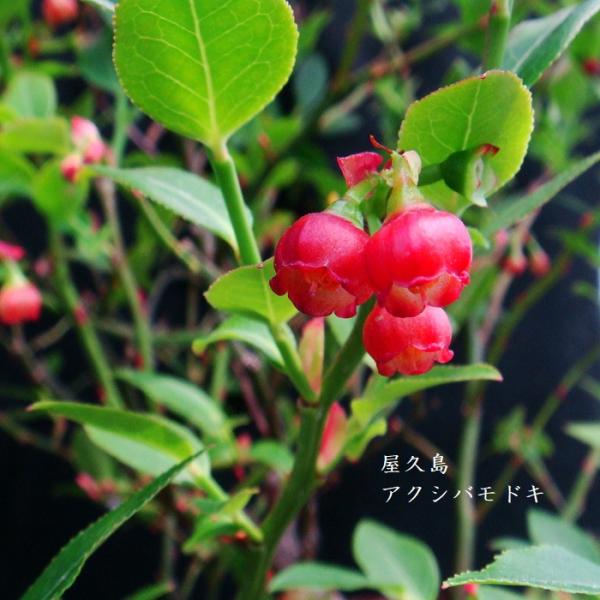 屋久島固有種学　名 ： Vaccinium yakushimense栽培のポイント※北海道で栽培した場合花　期 ： 6〜7月樹　高 ： 10〜30cm日　照 ： 日当たり耐寒性 ： 強