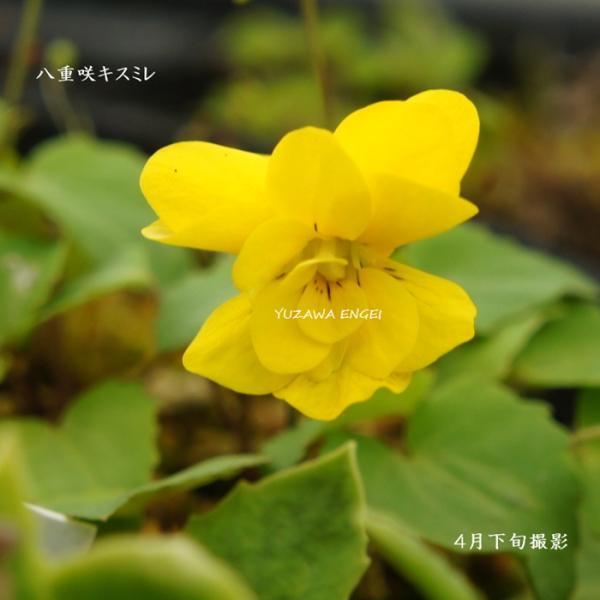 九州九重山で発見された八重咲のキスミレ八重咲阿蘇キスミレ学　名 ： Viola orientalis 'Double form'栽培のポイント※北海道で栽培した場合花　期 ： 5月草　丈 ： 10cm程度日　照 ： 日当たり耐寒性 ： 強※...