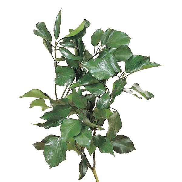 和洋問わず、様々なアレンジに使いやすい定番グリーン素材です。葉もしっかりしており、扱いやすい素材です。[プリザーブドフラワー プリザーブドグリーン アイビー 実なし 緑]◆スペック:約45〜50cmL◆1束:約70g
