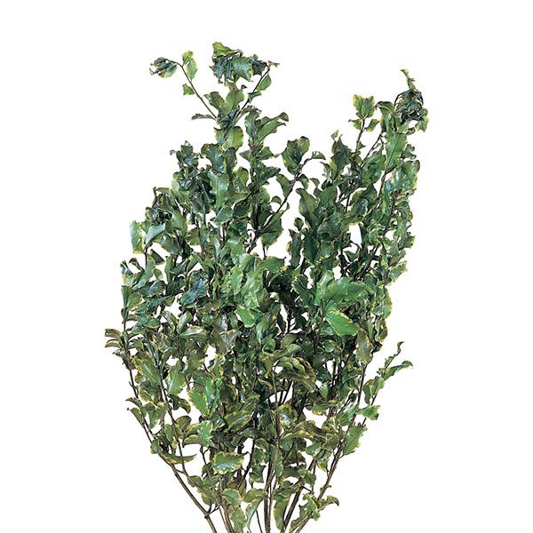 特徴的な葉の形状で、アクセントになるグリーン素材です。細かくカットしても使えるとっても使いやすい素材です。[プリザーブドフラワー ドライフラワー 枝 ピトスポラム 手作り 材料]◆サイズ:約50cmL/1束(約35g)