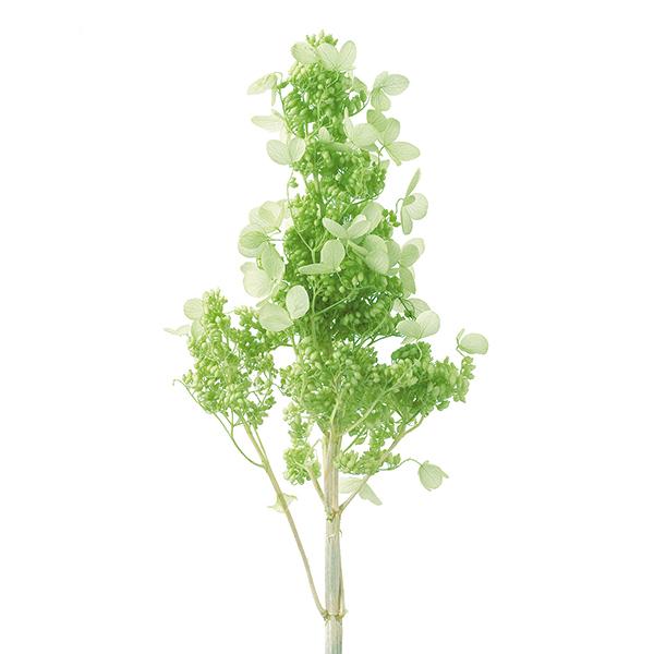 軸を活かしてブーケにもそのまま使えたり、お店のディスプレイにも使える素材です。[プリザーブドフラワー ドライフラワー ソフトノリウツギ クリアグリーン 緑 みどり 手作り 材料 ディスプレイ ブーケ]◆サイズ:約65cmL/1束(約2本)