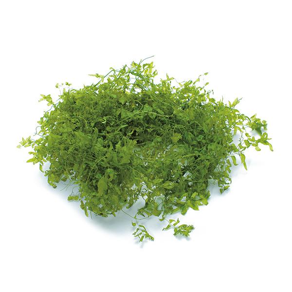 フォーム隠しに、巻きつけて動きをだしたり、いろいろ便利に使えるプリザーブドグリーンです。通年使える定番人気素材です。[プリザーブドフラワー サンウィーバイン フレッシュグリーン 緑]◆スペック:1袋(約20g)