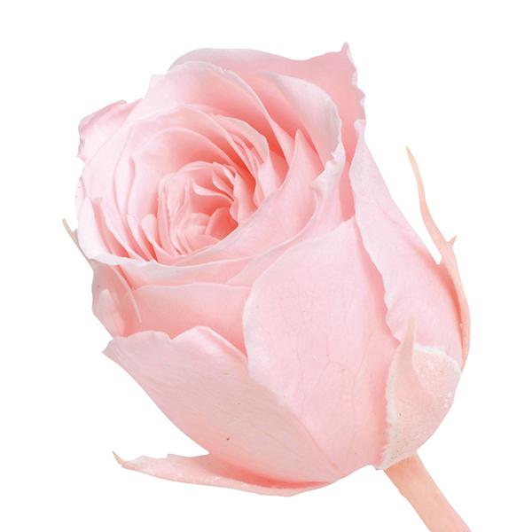 小さなアレンジはもちろん、大きなローズとの組み合わせで表情豊かなアレンジが作れます。オールシーズン使える人気のブライダルピンク。[プリザーブドフラワー ドライフラワー ビビアン 薔薇 バラ ブライダルピンク ピンク 手作り 材料]◆花径:約...