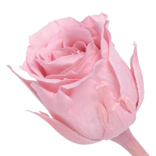 小さなアレンジはもちろん、大きなローズとの組み合わせで表情豊かなアレンジが作れます。エレガントな淡いピンク色のクリスタルピンク。[プリザーブドフラワー ドライフラワー ビビアン 薔薇 バラ ミニバラ クリスタルピンク ピンク 手作り 材料]...