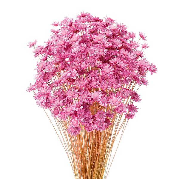 アクセントに使って華やかさを添えるドライ小花です。小さいながら開いた花型が魅力です。[花材 ドライフラワー スターフラワー ブロッサム ストロベリー いちご 大地農園]◆サイズ:約30cmL 、花サイズ 約1〜1.5cm◆数量:1束(約18...