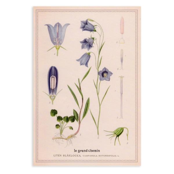 サイズ：約横10.0x縦14.8cm素　材：紙※定形外郵便物ＯＫブランド：le grand cheminデザイン：グリーティングカード ポストカード 花 イトシャジン 青色アンティークな雰囲気漂うグランシュマンのポストカードです♪繊細なタッ...