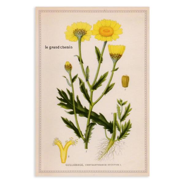 サイズ：約横10.0x縦14.8cm素　材：紙※定形外郵便物ＯＫブランド：le grand cheminデザイン：グリーティングカード ポストカード 花 黄色アンティークな雰囲気漂うグランシュマンのポストカードです♪繊細なタッチで描かれたボ...