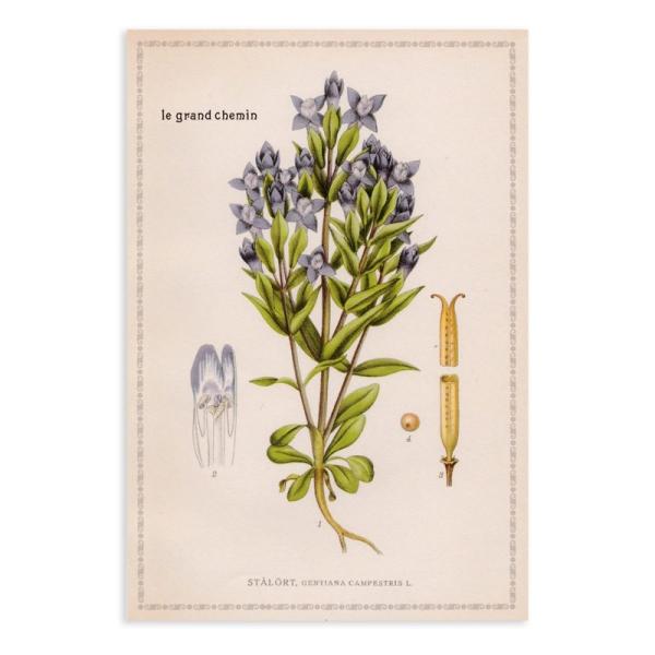 サイズ：約横10.0x縦14.8cm素　材：紙※定形外郵便物ＯＫブランド：le grand cheminデザイン：グリーティングカード ポストカード 花 リンドウ 紫色アンティークな雰囲気漂うグランシュマンのポストカードです♪繊細なタッチで...