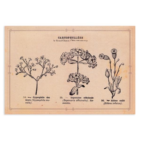 サイズ：約横10.0x縦14.8cm素　材：紙※定形外郵便物ＯＫブランド：le grand cheminデザイン：グリーティングカード ポストカード 花 ナデシコ科 植物図鑑繊細なタッチのボタニカルアート。アンティークな植物図鑑をポストカー...