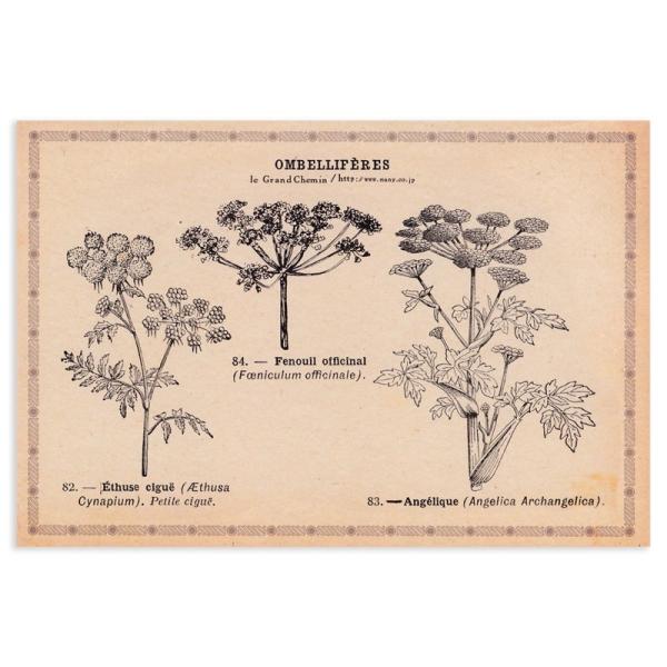 サイズ：約横10.0x縦14.8cm素　材：紙※定形外郵便物ＯＫブランド：le grand cheminデザイン：グリーティングカード ポストカード 花 セリ科 植物図鑑繊細なタッチのボタニカルアート。アンティークな植物図鑑をポストカードに...