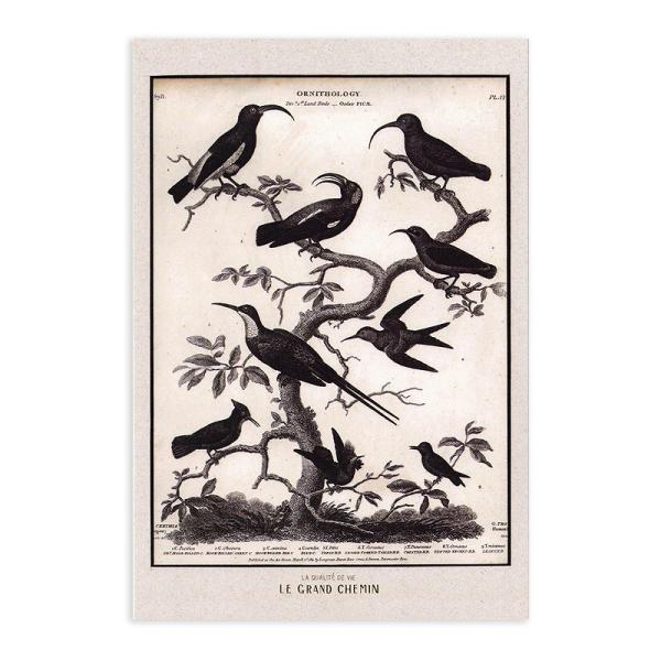 サイズ：約横10.0x縦14.8cm素　材：紙※定形外郵便物ＯＫブランド：le grand cheminデザイン：グリーティングカード ポストカード 鳥 ハチドリ ハミングバードアンティークな雰囲気漂うグランシュマンのポストカードです♪モノ...