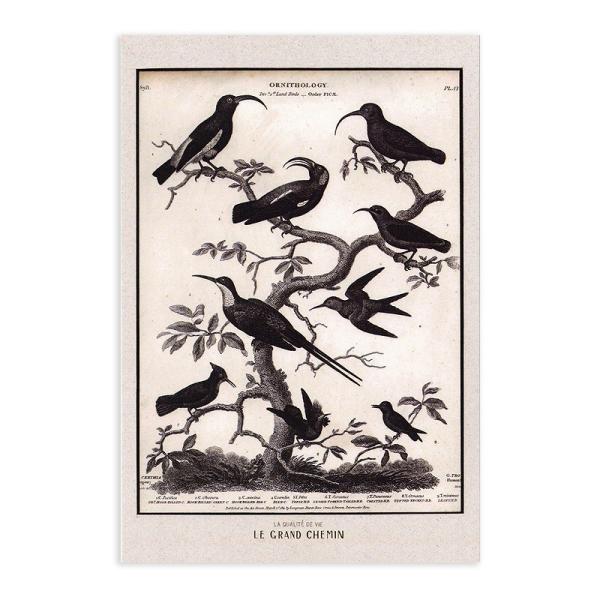 サイズ：約横10.0x縦14.8cm素　材：紙※定形外郵便物ＯＫブランド：le grand cheminデザイン：グリーティングカード ポストカード 鳥 水辺アンティークな雰囲気漂うグランシュマンのポストカードです♪モノトーンで繊細に描かれ...