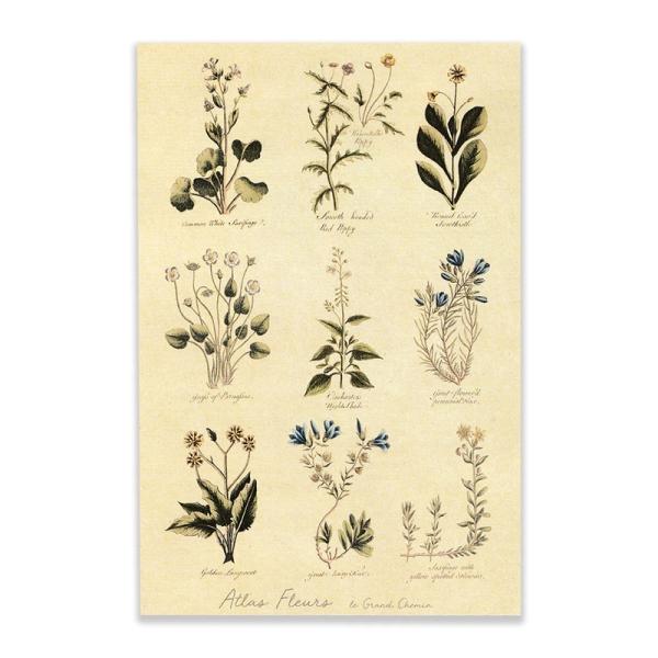 サイズ：約横10.0x縦14.8cm素　材：紙※定形外郵便物ＯＫブランド：le grand cheminデザイン：グリーティングカード ポストカード イラスト 野草アンティークな雰囲気漂うグランシュマンのポストカードです♪植物図鑑のような美...