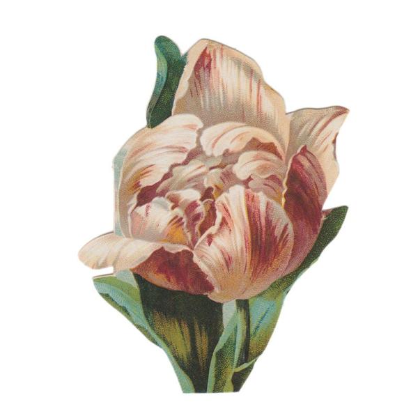 サイズ：約横幅13.2×縦幅9.2cm（封筒のサイズ）素　材：紙製※定形外郵便物OKブランド：Punch Studioデザイン：花 チューリップ ピンク 緑色レトロなイラストがプリントされた、オシャレなグリーティングカードです。イラストの形...