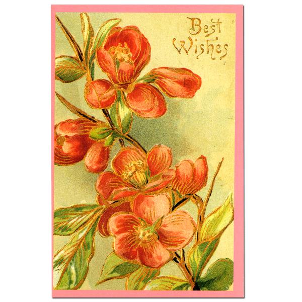 size約縦幅14.5×横幅9.5cm/紙製品※定形外郵便物OKデザイン：木瓜 フラワー ピンク２月の早くから咲く木瓜の花が美しいヴィンテージ風なデザインで描かれています。花言葉には妖精の輝きと言われるほど神秘的で鮮やかな美しい花として知ら...