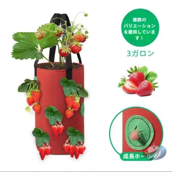 1.成長バッグの2/3に植物に優しい培養土と堆肥を入れ、上部に4つの健康なイチゴ、側面に8つのイチゴを植えます。 2.中央にそっと水を注ぎ、すべての根に水を広げます。サイドプラントに数回水をやります。 3.イチゴの植物は、毎日6~8の日光を...