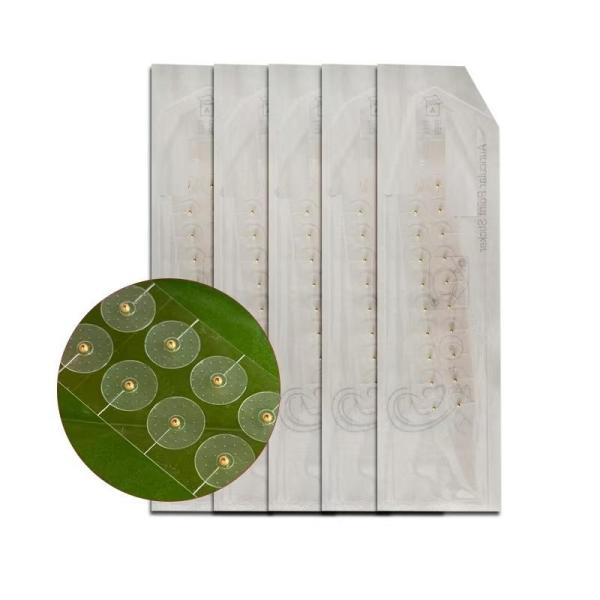 商品詳細:カラー:/ゴールド/シルバーサイズ:/100粒入り