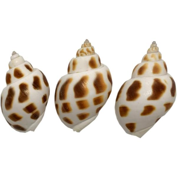 バリエーションコード : 2BUFX11LHN・ヤドカリの宿替え用貝殻3個セットです。日本の専門スタッフが基準に沿って丁寧に採寸と袋詰めを行っています。・貝殻の高さ：40〜50mm　口径（殻口の長さ）目安：約24〜31mm砂が僅かに混じって...