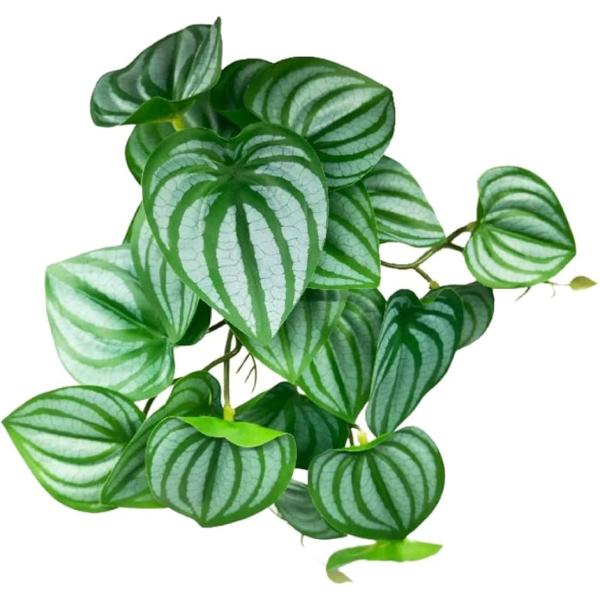 バリエーションコード : 2BRU3C49GN「熱帯生息地の雰囲気を演出」吸盤付きモンステラがケージに南国の奥行きを再現し、亀やイグアナ、ヤモリ、カエルまで多様な飼育種に隠れ場と遊び場、憩いを提供し、日々の観察も楽しく。「簡単に取り付け可能...