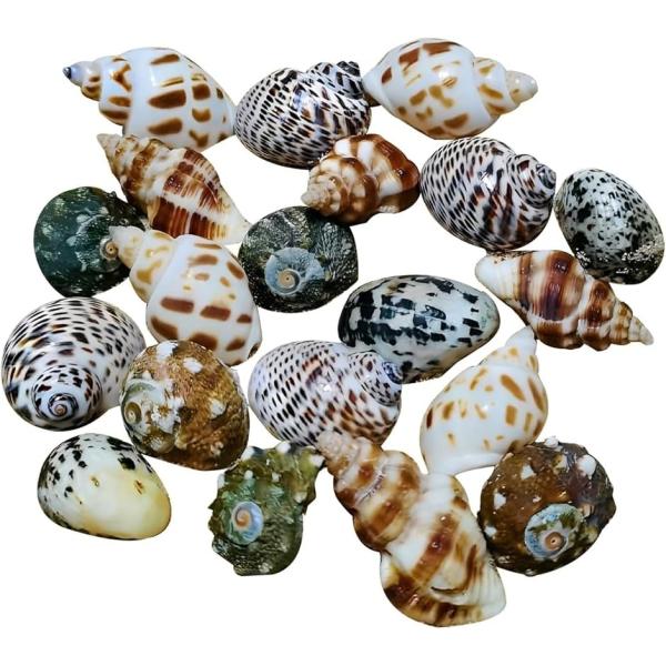 「天然ヤドカリの殻」これらの雅観的天然ヤドカリの殻であなたの家を飾り、ビーチスタイルの小物としても、手芸品の素材としても、あなた独自のセンスとアイデアを見せることができます。「高品質材質」数は約20の天然ヤドカリの殻で、これらの貝殻は100...