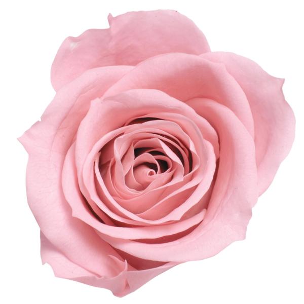 【商品概要】約花径3.5~4.5×H3~3.5cm主な素材:天然素材原産国:日本国プリザーブドフラワーフラワー(プリザーブド)染料が切り口や表面から漏れることがありますので、直射日光や湿気は避けてください。直射日光や高温多湿の場所は避けてく...