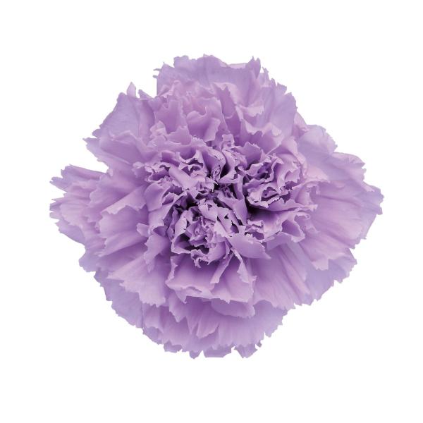 【商品概要】約花径5.0×H6.0cm主な素材:天然素材原産国:コロンビア共和国プリザーブドフラワーフラワー(プリザーブド)染料が切り口や表面から漏れることがありますので、直射日光や湿気は避けてください。直射日光や高温多湿の場所は避けてくだ...