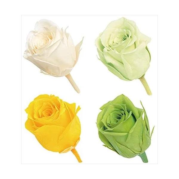 【商品概要】約花径2~3×H約2~2.8cm主な素材:天然素材原産国:日本国プリザーブドフラワーフラワー(プリザーブド)染料が切り口や表面から漏れることがありますので、直射日光や湿気は避けてください。直射日光や高温多湿の場所は避けてください...