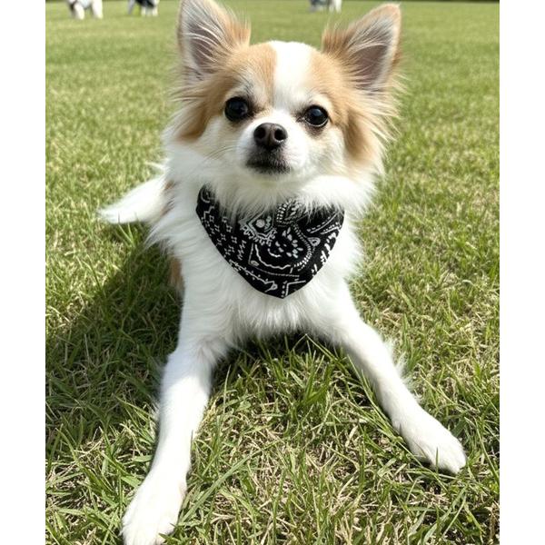 『タイムセール実施中』※このアイテムは返品・交換対象外商品です。ZOZO問い合わせ番号:101415198ショップ:yield，イールドブランド:yield，イールド商品名:【yield select】ペット服 リードフック付き 首輪 三角...