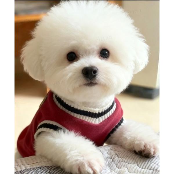 『タイムセール実施中』※このアイテムは返品・交換対象外商品です。ZOZO問い合わせ番号:101928785ショップ:Dalfwin，ダールフィンブランド:Dalfwin，ダールフィン商品名:ペットウェア エンブレム刺繍学生風ニット 防寒対策...