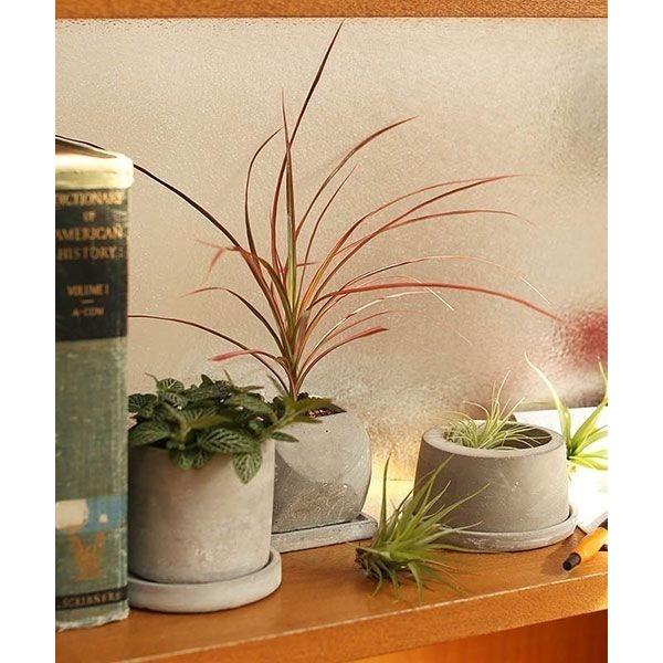 ZOZO問い合わせ番号:57036426ショップ:GEORGE'S，ジョージズブランド:GEORGE'S，ジョージズ商品名:WEB限定 CEMENT POT ROUND Sカテゴリ:インテリア>フラワーベースブランド品番:364118...