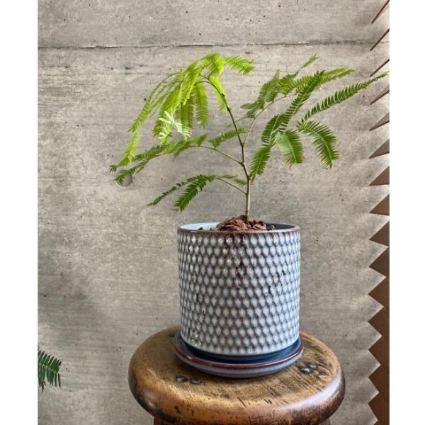 ZOZO問い合わせ番号:87143752ショップ:GEORGE'S，ジョージズブランド:GEORGE'S，ジョージズ商品名:ロンバス ポット＆ソーサー 4号カテゴリ:インテリア>フラワーベースブランド品番:368711素材:セラミック...