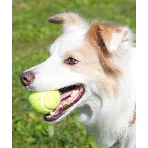 ※このアイテムは返品・交換対象外商品です。ZOZO問い合わせ番号:92459573ショップ:DULTON，ダルトンブランド:DULTON，ダルトン商品名:TENNIS BALL SET OF 3 M/テニスボール セット 3pcsカテゴリ:...