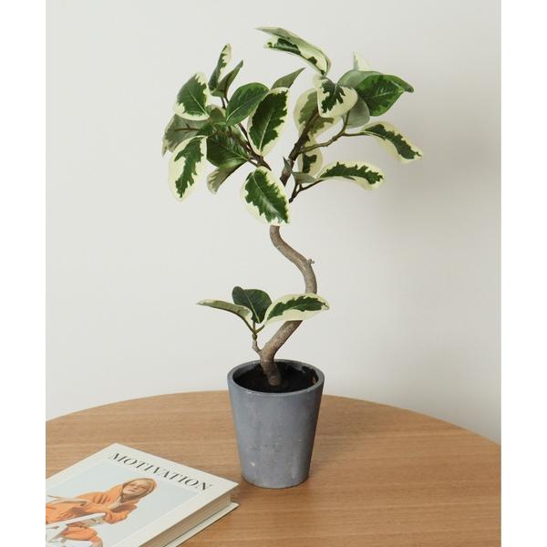 ZOZO問い合わせ番号:97597943ショップ:Rora，ローラブランド:BACKYARD FAMILY，バックヤードファミリー商品名:フィカスアルテシマポットカテゴリ:インテリア>インテリア雑貨ブランド品番:gla1524素材:ポ...