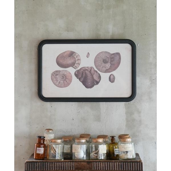 ZOZO問い合わせ番号:97634563ショップ:DULTON，ダルトンブランド:DULTON，ダルトン商品名:ART FRAME AMMONITE/壁掛け アート フレーム アンモナイトカテゴリ:インテリア>ポスター/アートブランド...