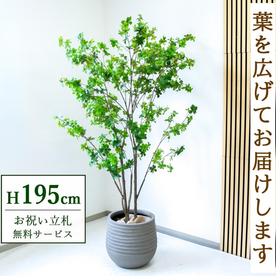 H約200cm 人工 観葉 植物 フェイク グリーン 造花 店舗 装飾 開店 開業 移転 祝い ギフト 大型【PG261-J40 ドウダンツツジ H約200cm /FRP鉢】 :PG261 ...