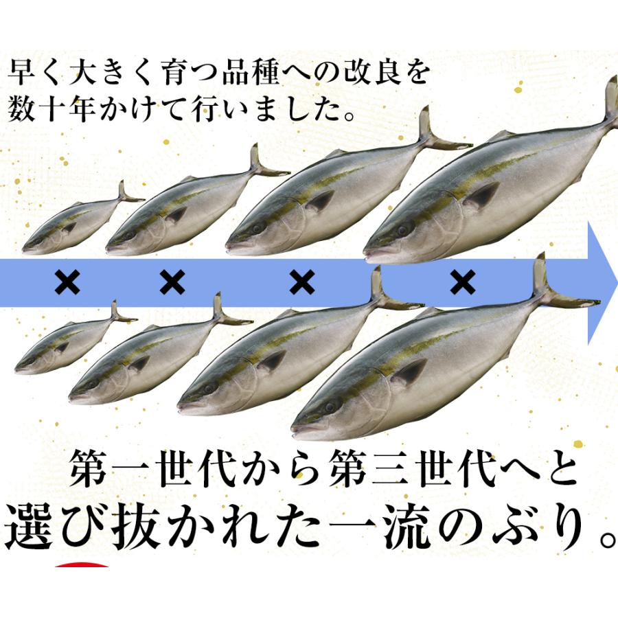 活〆黒瀬ぶり ロイン スキンレス 2本入り 1kg前後 刺身 ブリ 海鮮 魚 鮮魚 海鮮丼 ぶり 鰤 養殖 刺身用 ギフト 刺し身 ...
