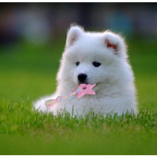 ペット おもちゃ シリコンスタイル 星型 流れ星 全3色 : Dogaccessoriesノーチェ - 通販 - Yahoo!ショッピング