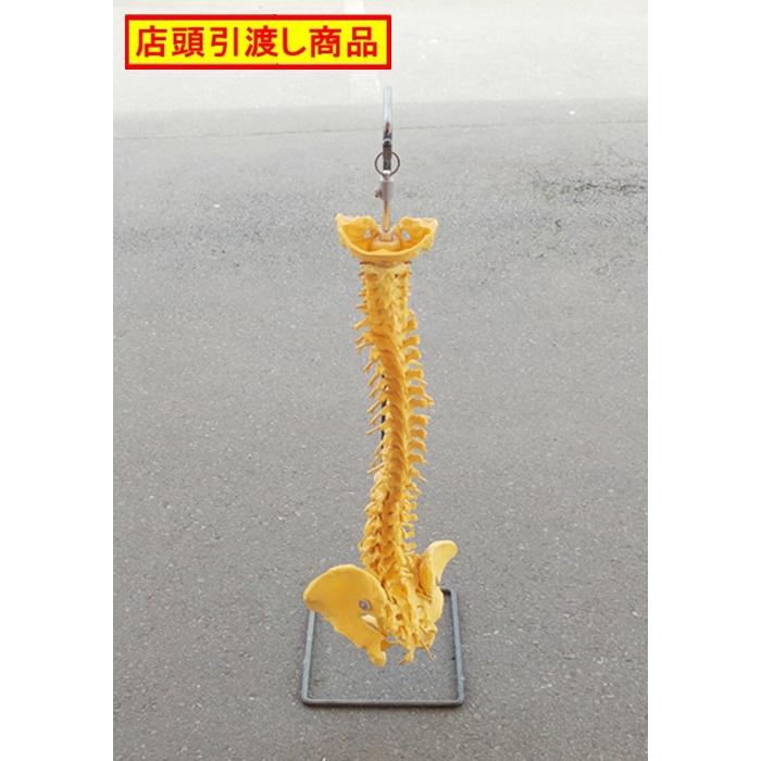 （中古）（店頭引渡し限定商品）脊椎骨盤模型 吊り下げ台座付き 骨格標本 F-NA-722-0607A : ワンツーマート - 通販 - Yahoo!ショッピング