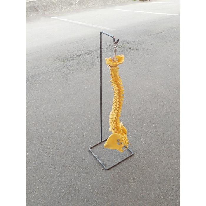 （中古）（店頭引渡し限定商品）脊椎骨盤模型 吊り下げ台座付き 骨格標本 F-NA-722-0607A : ワンツーマート - 通販 - Yahoo!ショッピング