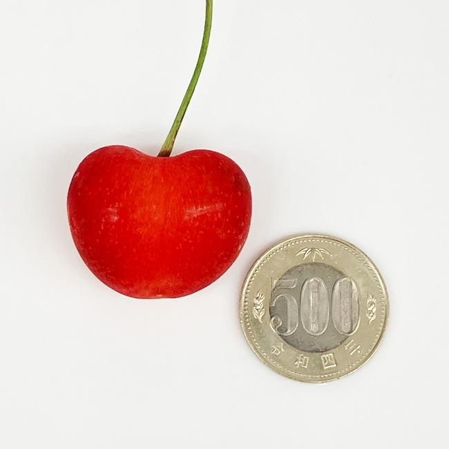 【お届日指定不可】国内最大級 山形県産 さくらんぼ「 紅王 」 3L〜4Lサイズ 約100g × 1パック べにおう 秀 国産 フルーツ 果物 旬 やまがた紅王 : ギフトフルーツ ...