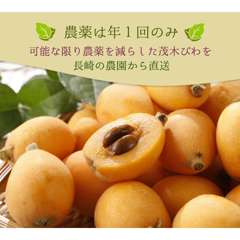 2026年5月分予約 減農薬 長崎産 茂木 びわ 約1kg 贈答用 Mサイズ 30玉前後入 ビワ 枇杷 母の日 産地直送 * ふるさと納税 ではありません : はちまるはち - 通販 ...