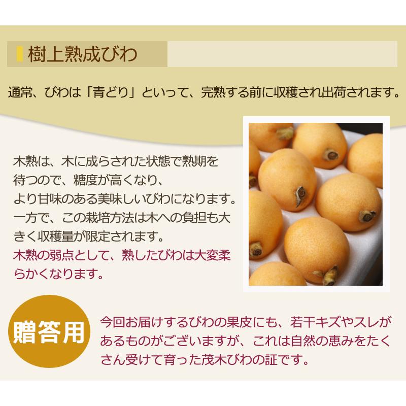 2026年5月分予約 減農薬 長崎産 茂木 びわ 約1kg 贈答用 Mサイズ 30玉前後入 ビワ 枇杷 母の日 産地直送 * ふるさと納税 ではありません : はちまるはち - 通販 ...