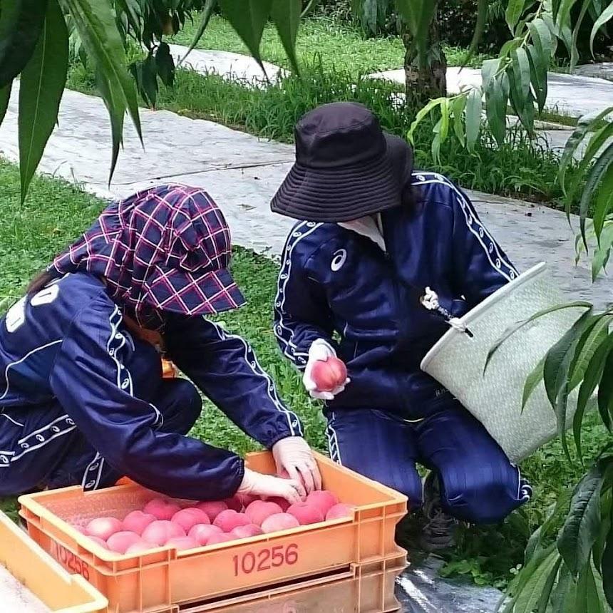 7月分予約 減農薬 福島産 桃 約2.8kg 9~12玉 化粧箱入 贈答用 ギフト お中元 はつひめ まなつ あかつき まどか 紅錦香 くにか 川中島 阿部 白桃 ゆうぞら : kan ...